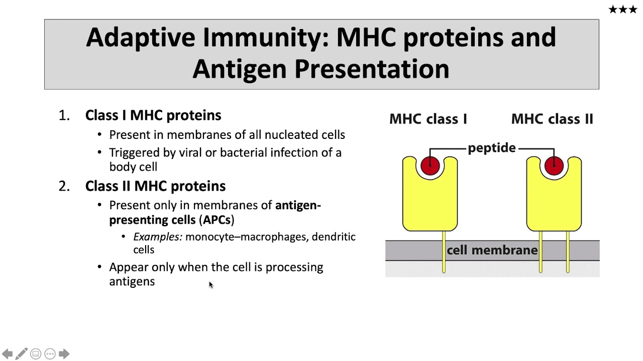 Mhc I And Ii Youtube