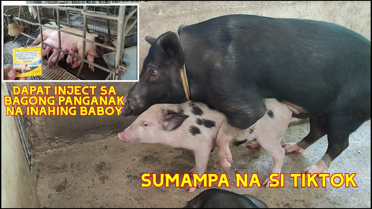 ANO ANG DAPAT ITUROK SA NANGANAK NA INAHING BABOY I PAG SAMPA NG BOAR ...