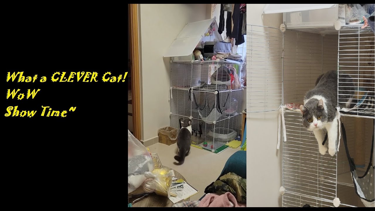 【Lovely Cat Miffy】What a clever cat, Mimi can open her door by herself ...