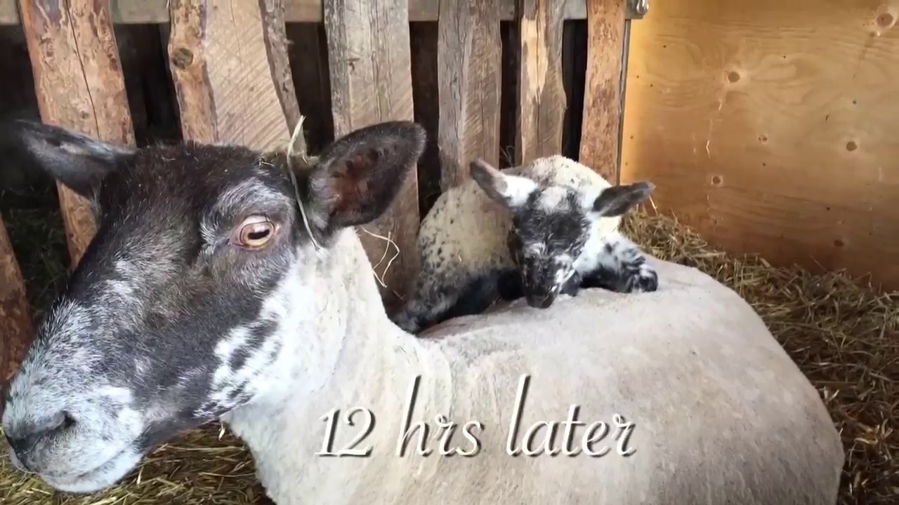 Agnes the sheep gives birth - YouTube