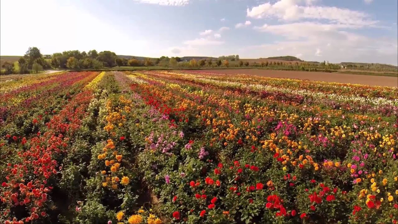 Flug über Dahlienfeld in Bad Köstritz bei Gartenbau Paul Panzer - YouTube