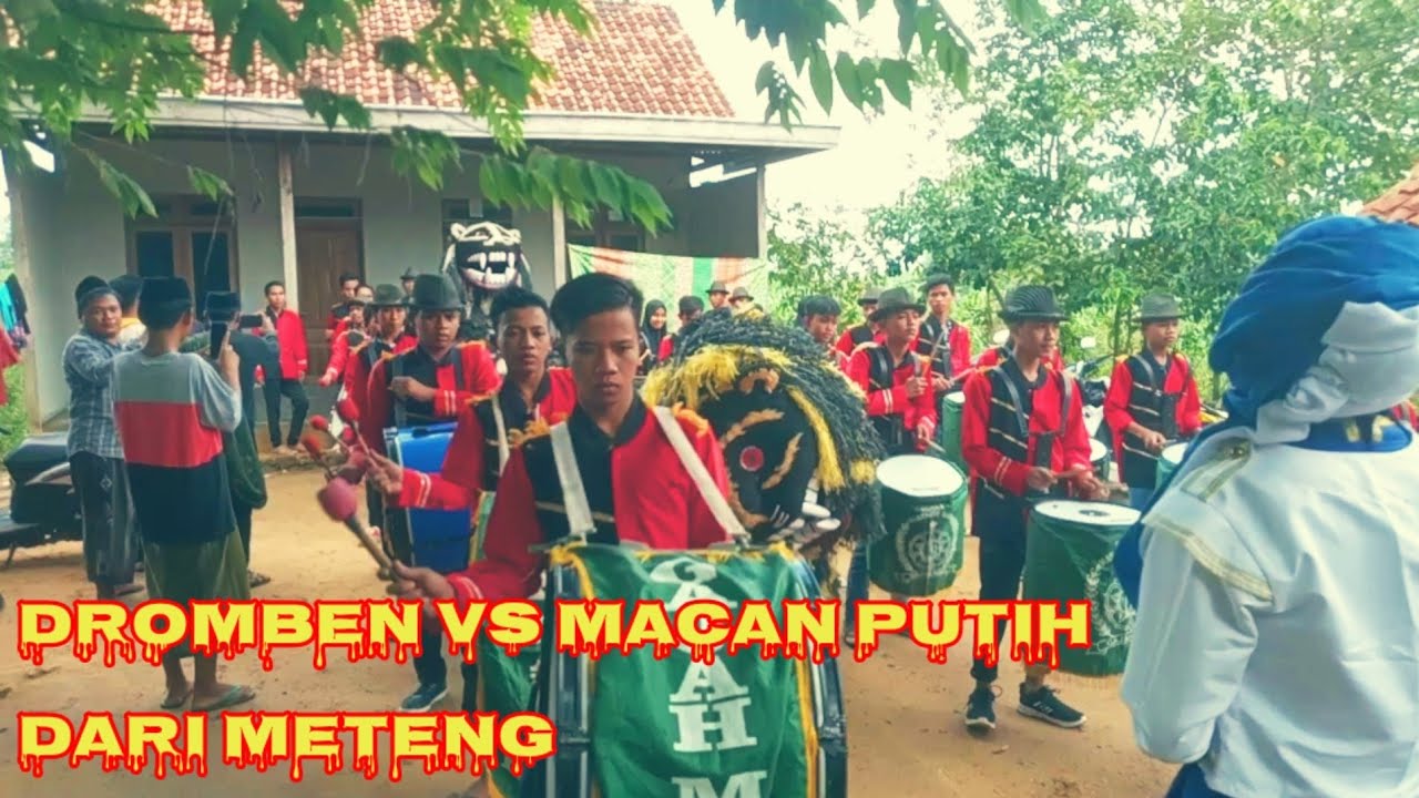 DROMBEN VS MACAM PUTIH DARI METENG ATAU OMBEN - YouTube
