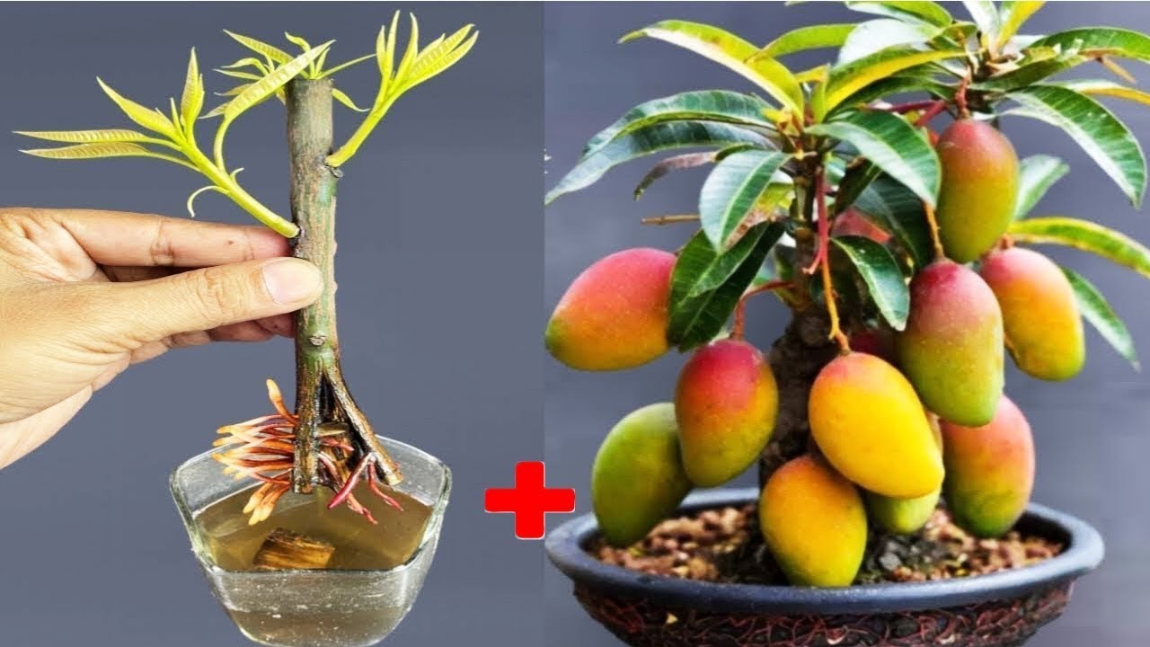 2 super special techniques for propagating mangoes from branches for ...