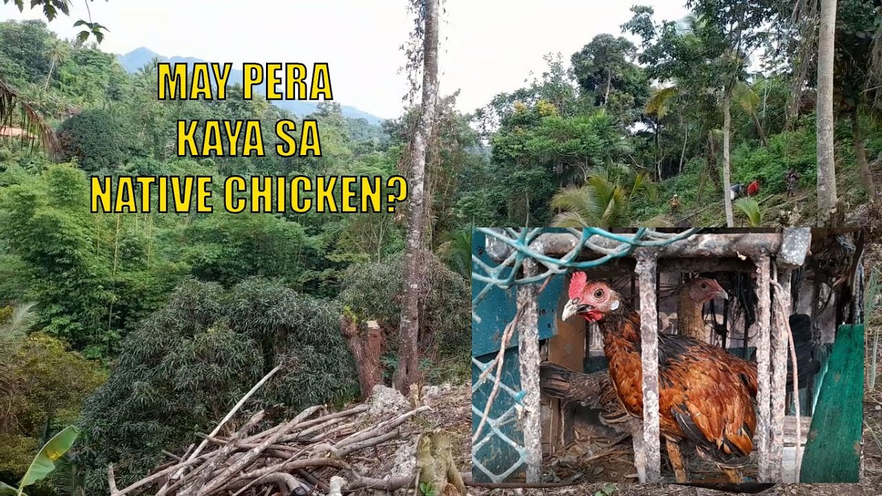 MAY PERA KAYA SA NATIVE CHICKEN? | Regs TV - YouTube