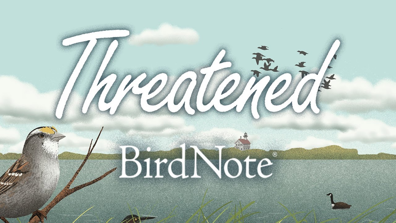 Block Island, Bird Central - YouTube