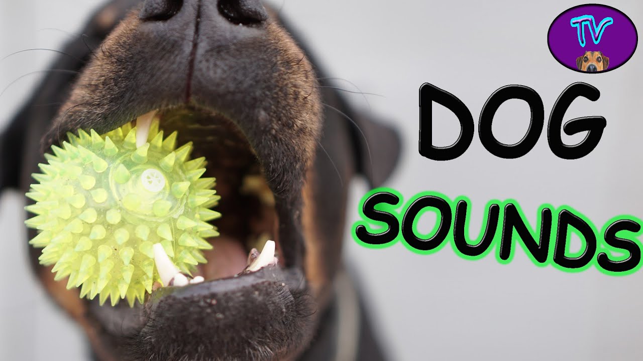 Dog sounds- squeaky toy sound for dogs - YouTube