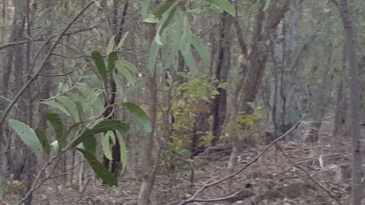 Fallow in the Bush - YouTube