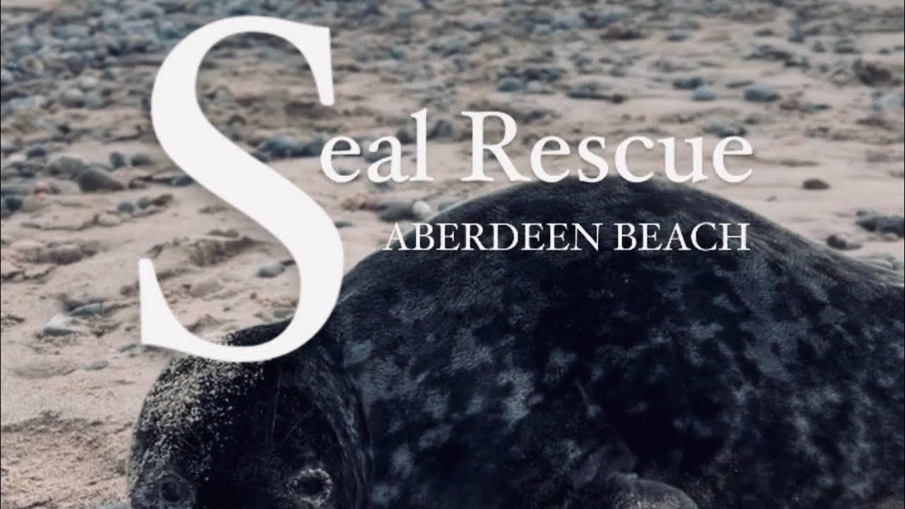 Seal Rescue on Aberdeen Beach - YouTube