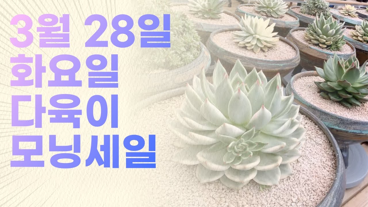 판매완료 다육이 모닝세일 L 3월 28일 선별된 다육이와 모둠세트 11 12 다육이 다육 금다육 다육이키우기