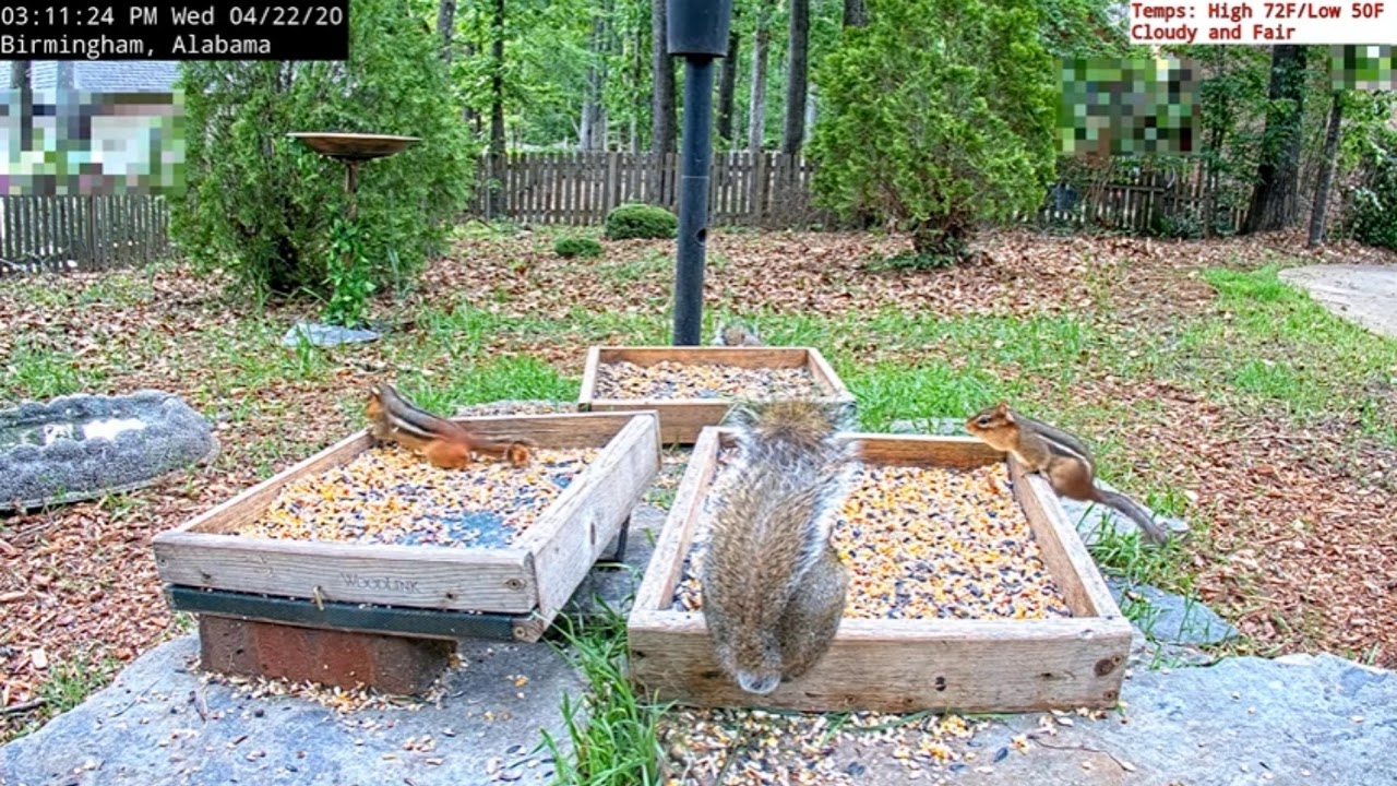 Who Doesn't Love Chipmunks?! 🐿 ... Alabama Ground Cam BWHQ - YouTube