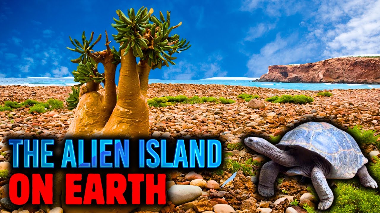 Socotra: The Alien Island on Earth (1 of 2) @Kimlud - YouTube