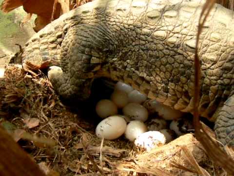 Huevo de cocodrilo - Imagui