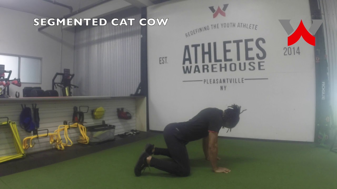 SEGMENTED CAT COW - YouTube