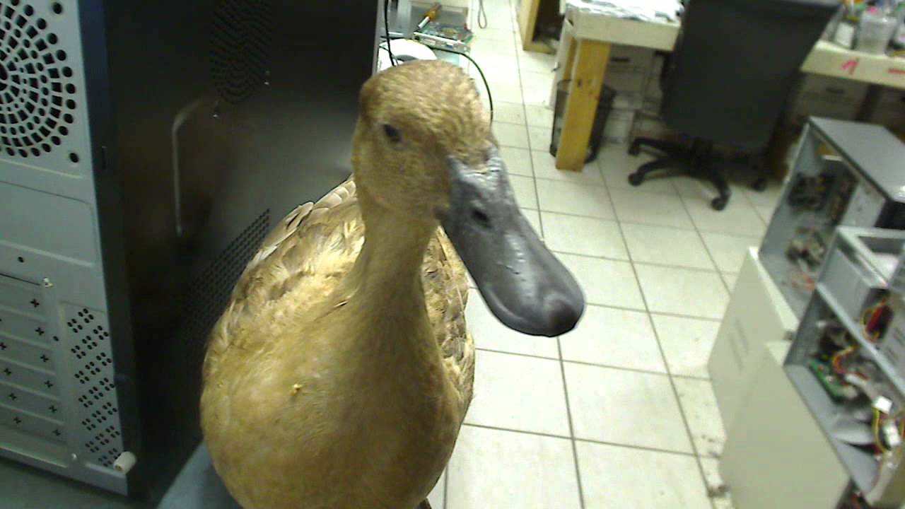 Skeeter The Duck Webcam Test - YouTube