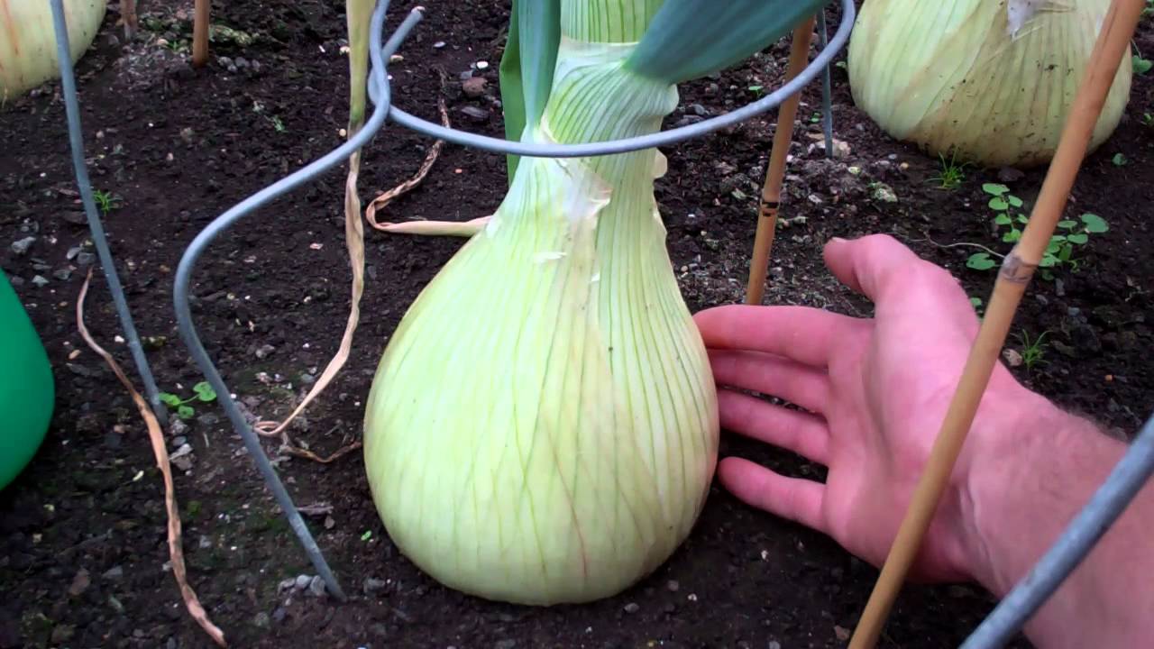Allotment Diary Aug 1st : Veg garden plot update Giant Marrow Pumpkin ...
