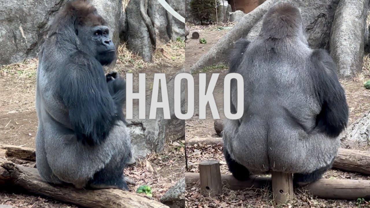 Gorilla Haoko Resting On A Tree 🦍🌳| Ueno Zoo - YouTube
