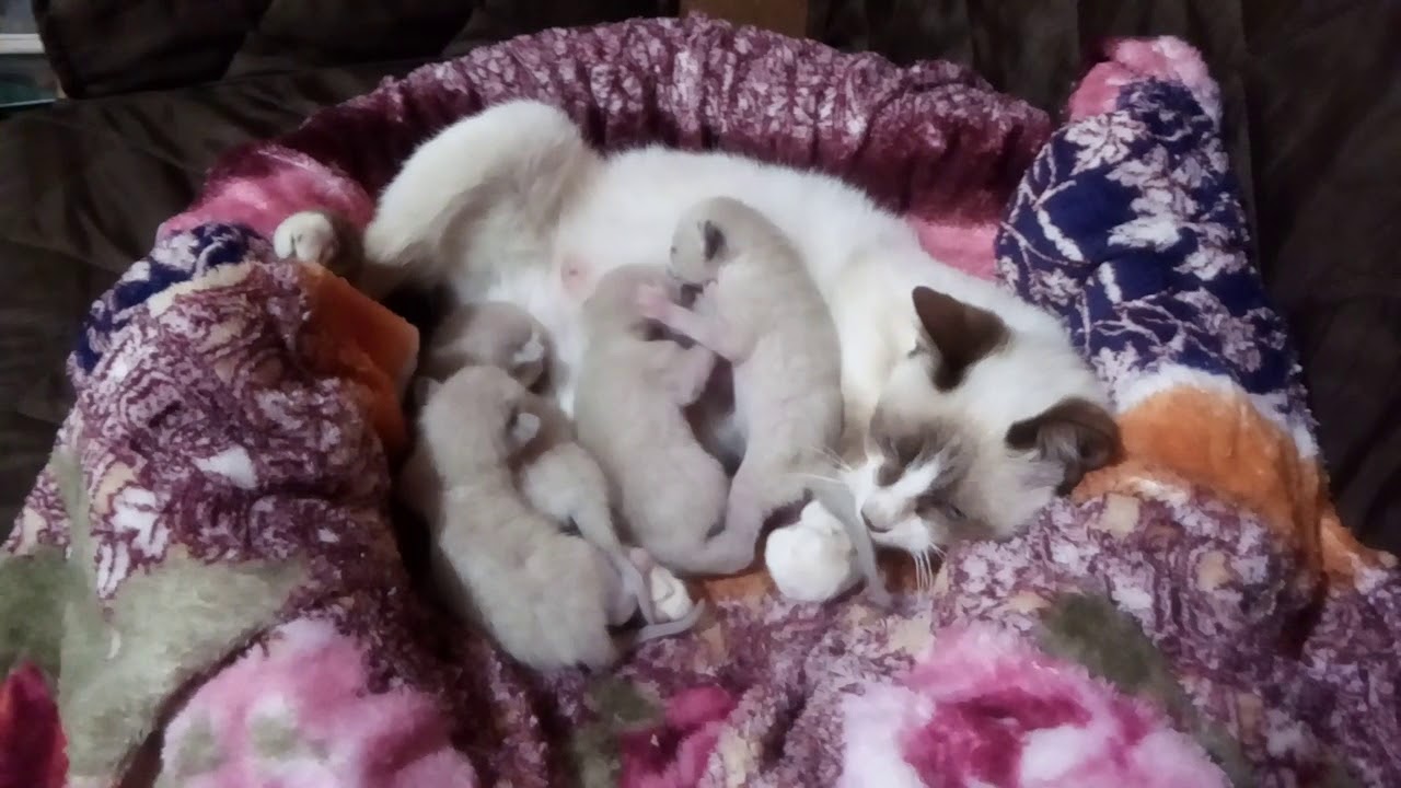 gatos mestiço siamês ,lindos e fofos - YouTube