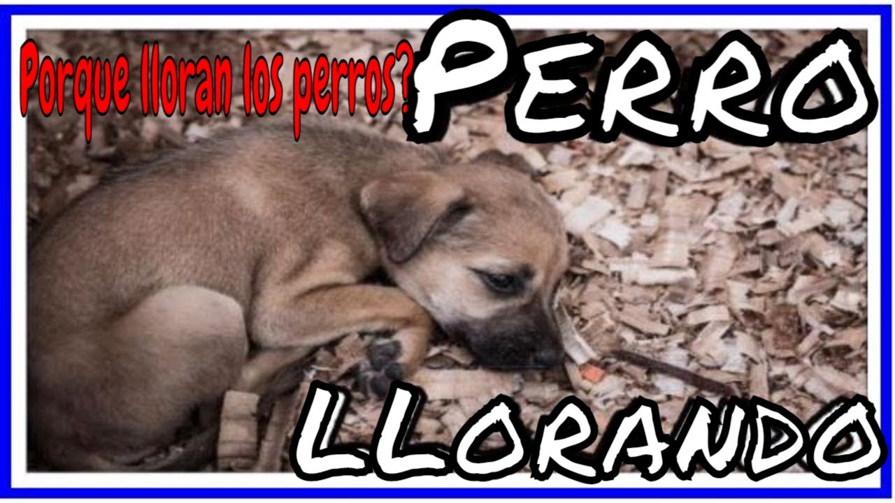 Sonido de Perro llorando fuerte - YouTube