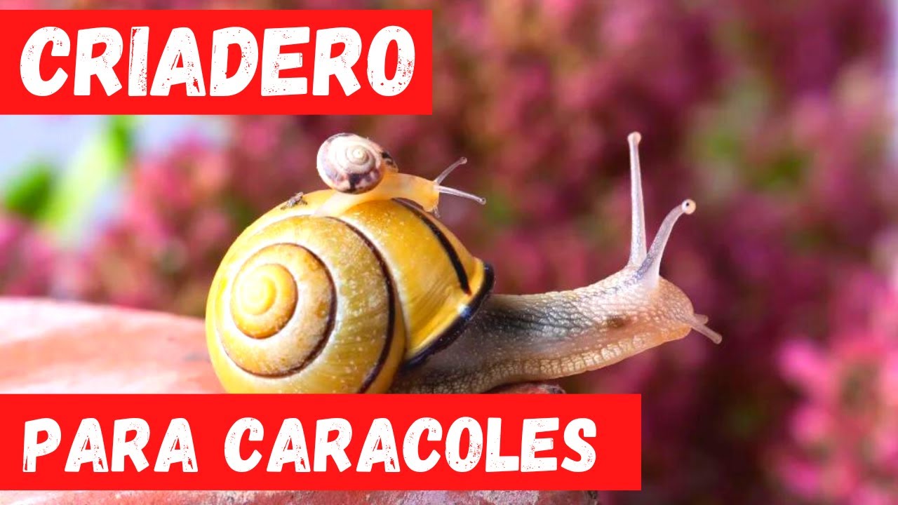 🐌 COMO CRIAR CARACOLES EN CASA. TU PROPIA GRANJA PARA CARACOLES 🐌 - YouTube