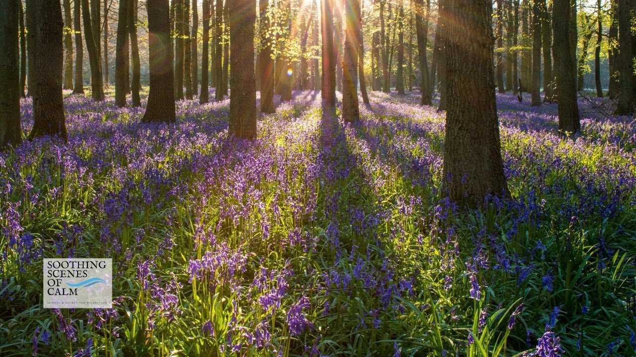 Stress Relief Music | 30 Mins of Relaxation | Spring Scenes ...