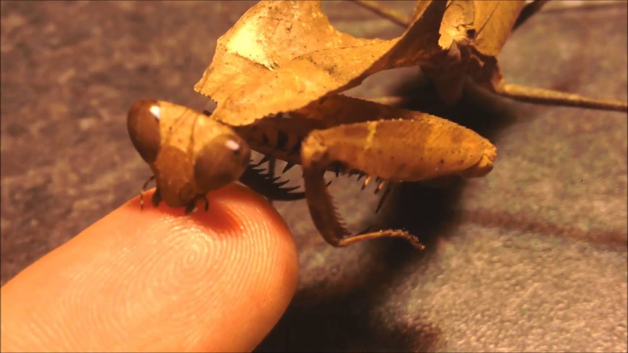 Praying mantis drinking from my finger - YouTube