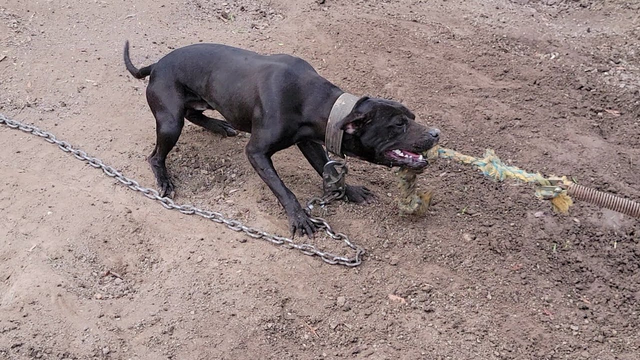 THOMPSON'S KENNEL SMOOTH OPERATOR - YouTube