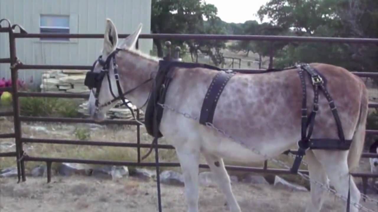 Donkey log pulling (Cinnamon Creme) Part 2 "Chains of Love" - YouTube