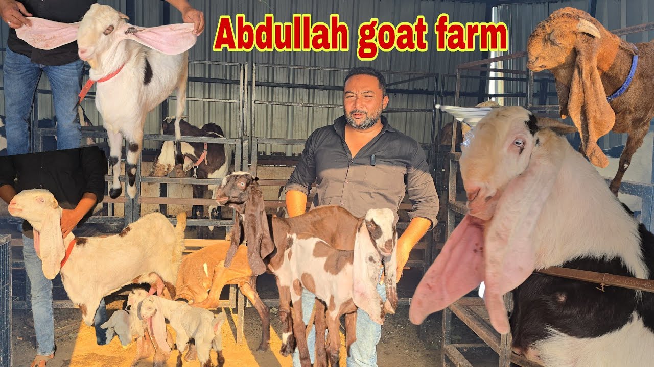 Abdullah goat farm Hyderabadi goats breedline female or male gulabi ...