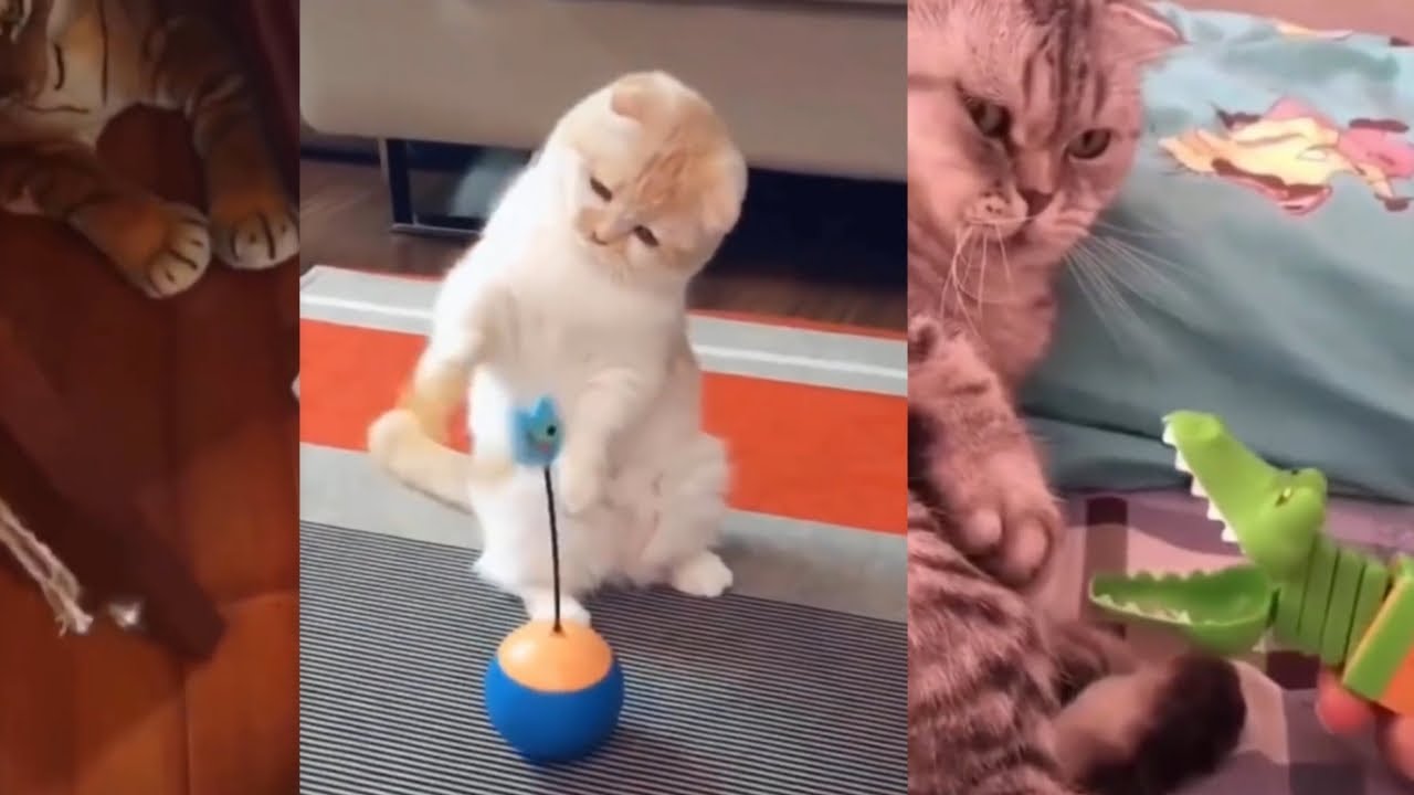 Kucing Lucu [Kompilasi reaction] - Cute Cats and Kittens - YouTube