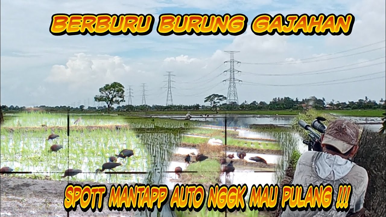 Warbex official - Berburu burung Gajahan - YouTube