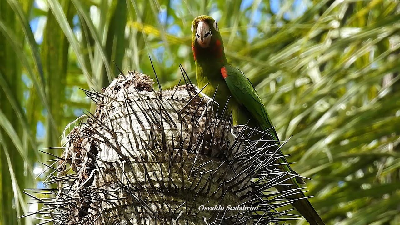 PERIQUITÃO-MARACANÃ ninho (PSITTACARA LEUCOPHTHALMUS), WHITE-EYED ...