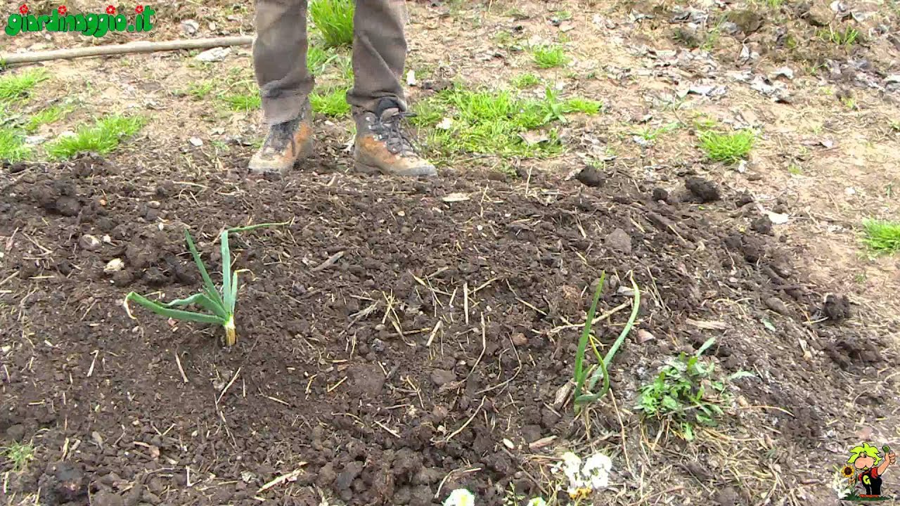 La rotazione delle colture - YouTube