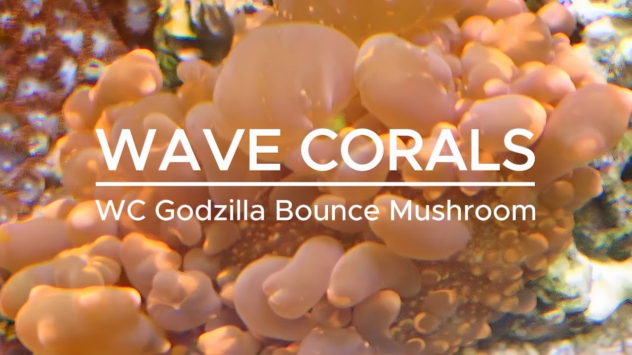 Amazing Godzilla Bounce Mushroom - YouTube