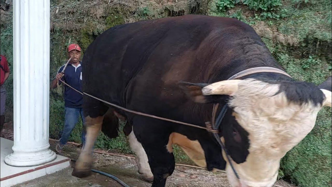 PANTAU SAPI JUMBO 1 TON BERSAMA IPAN SETIA FARM - YouTube