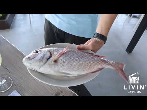 Pyxida Fish Tavern Restaurant I Larnaca, Cyprus - YouTube
