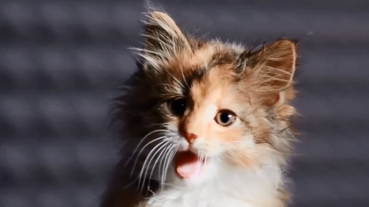 Cats singing - YouTube