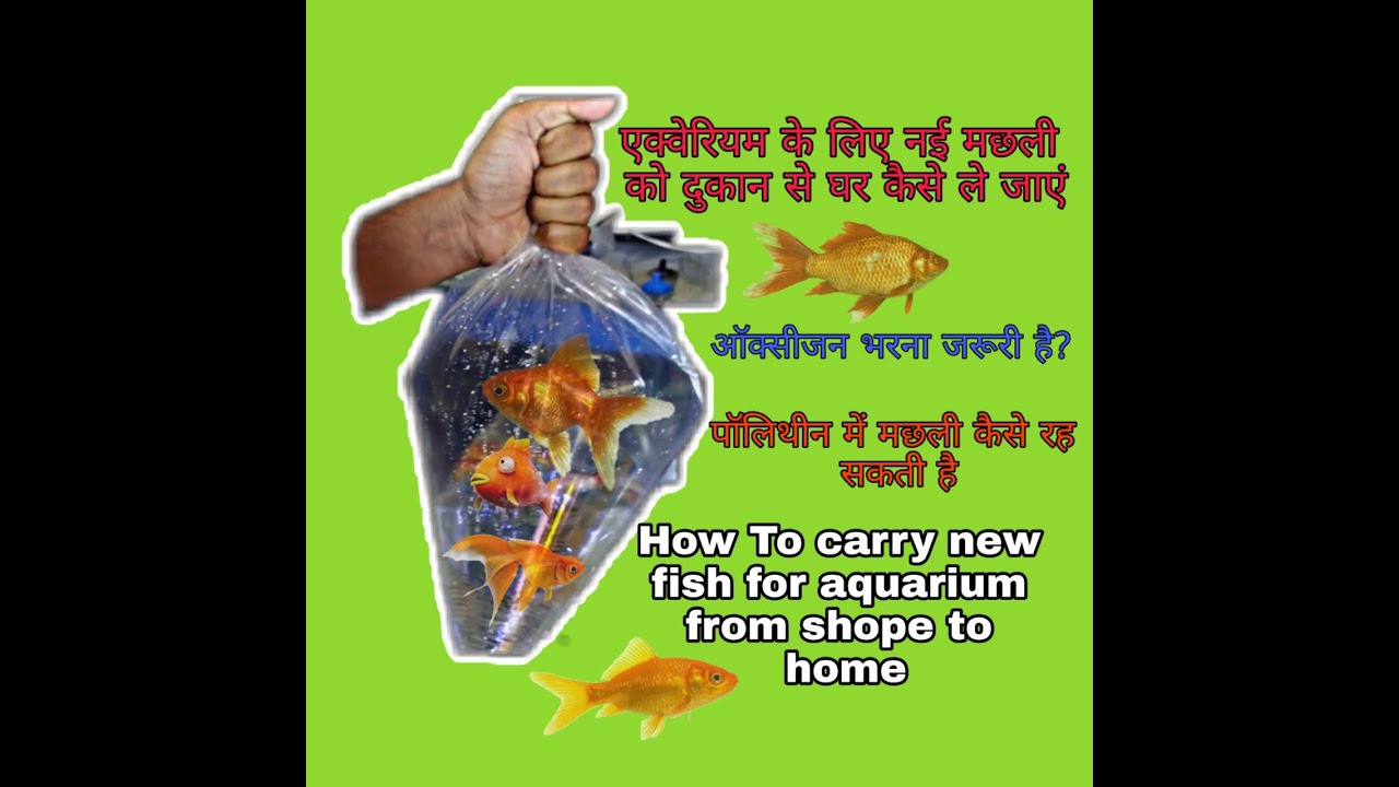 How to carry Fishes from aquarium shop to home (filling Oxygen live ...