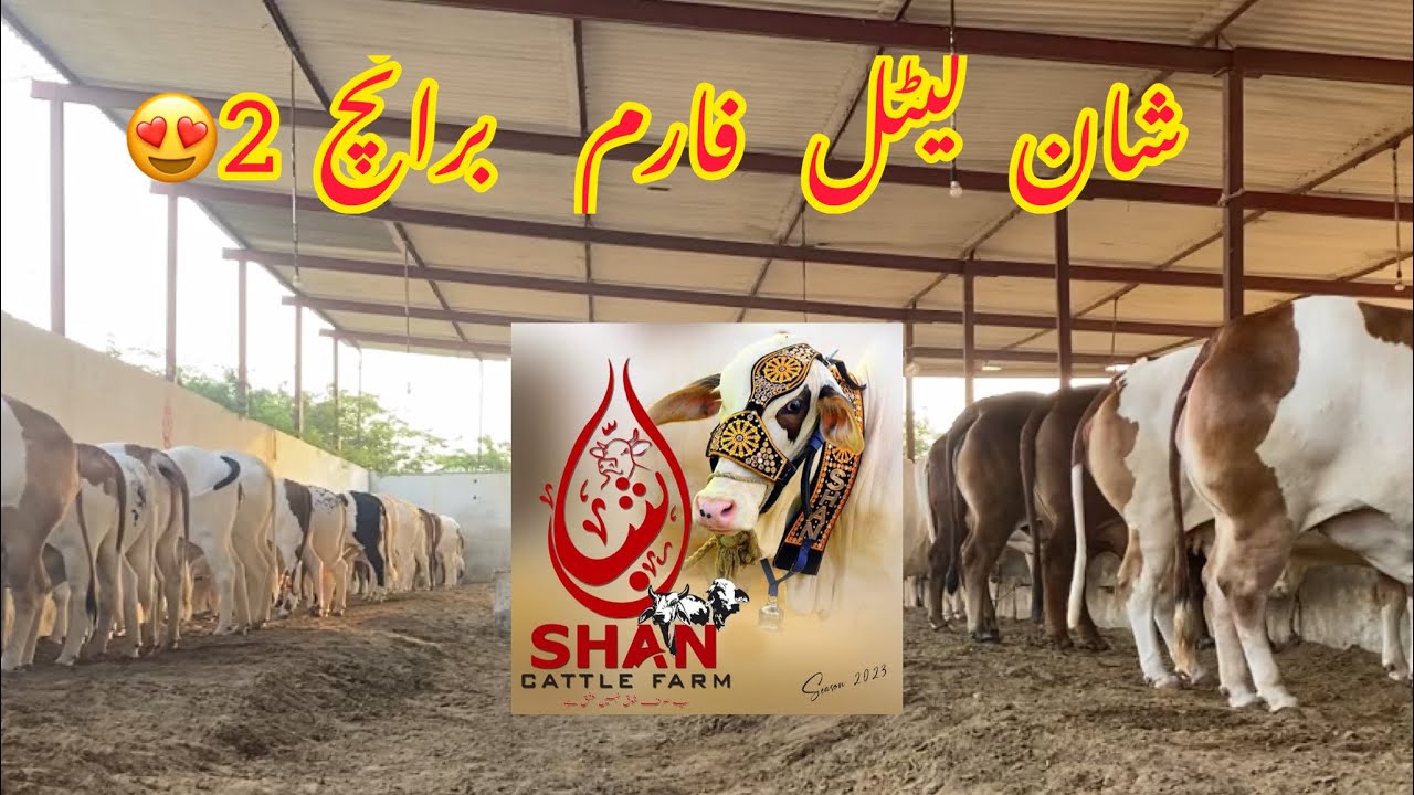 Shan Cattle Farm Branch 2😍SUB BACHRIYAN KARDI AIK FARM MAI😍😍 MALL KE ...