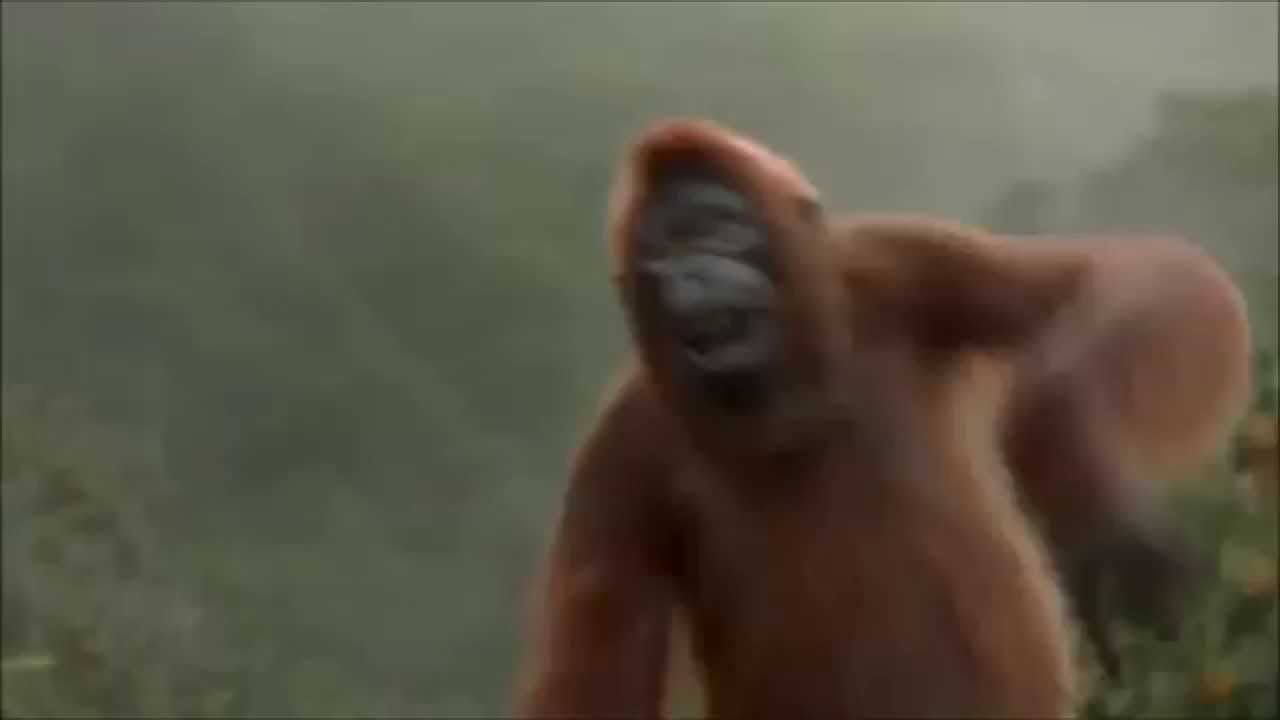 Dancing Orangutan "Walla Walla" by Mr.Shammi Feat Mad Stuntman - YouTube