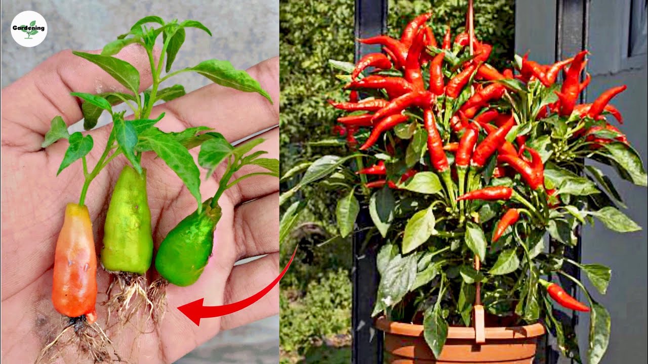 Propagate Chillies from chilli 🌶🌱| How to grow chilli plant from chilli ...