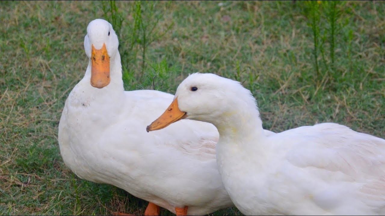 A Mean Duck and lots of Rain! - YouTube