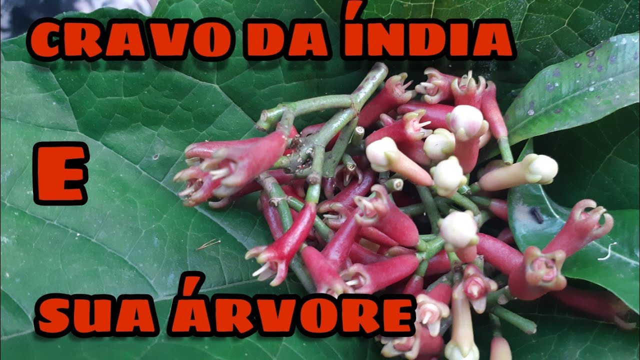 PRA QUEM AINDA NÃO CONHECE UM PÉ DE CRAVO DA ÍNDIA, TA AQUI! - YouTube