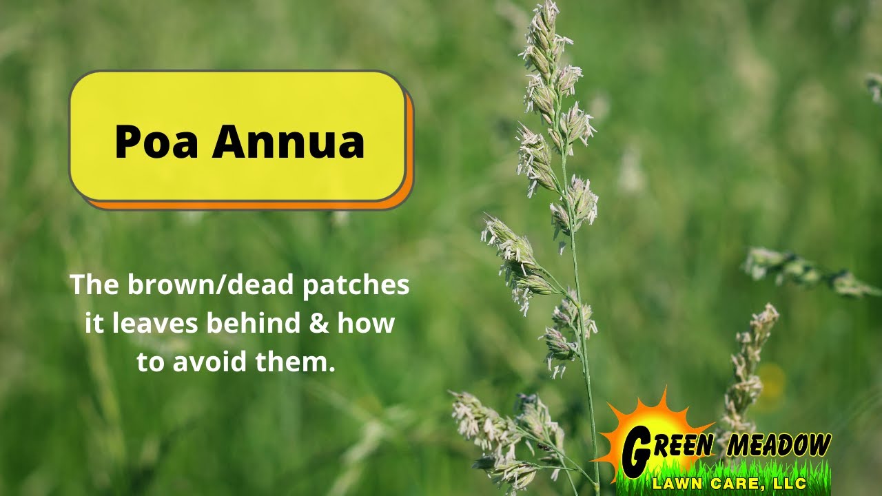 Poa Annua/ Annual Blue Grass [Getting Rid of Weeds in Lawn] - YouTube