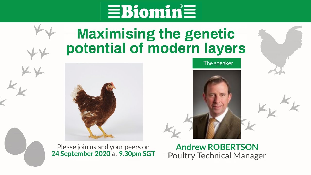 Maximising the genetic potential of modern layers - YouTube