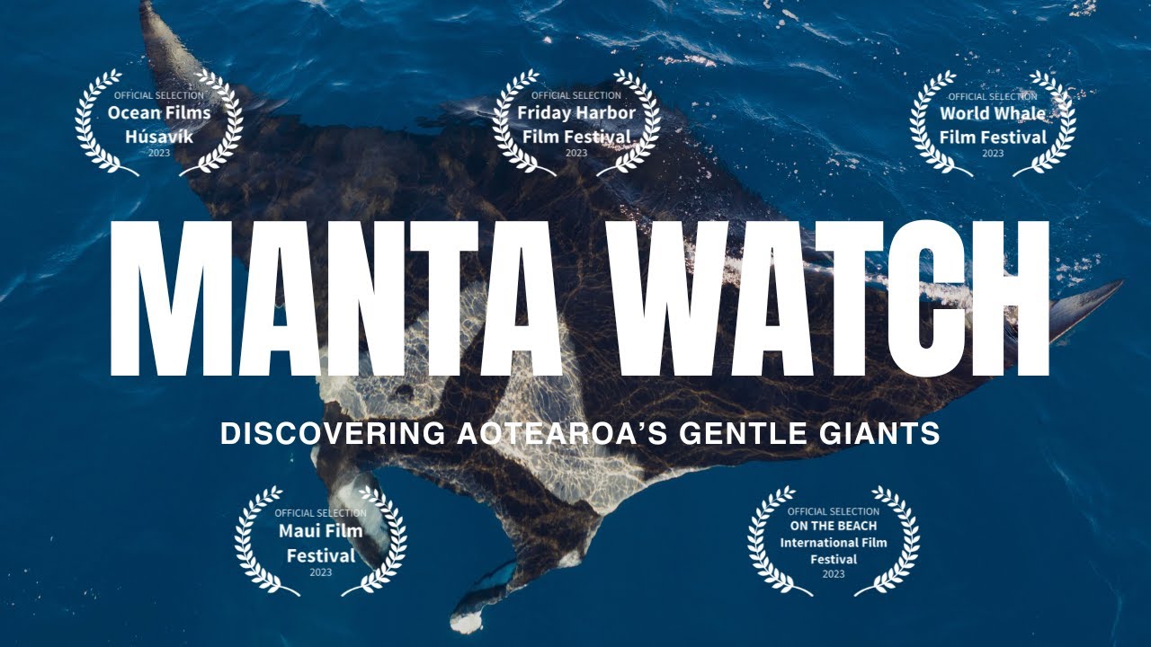 [Official Trailer] MANTA WATCH, Discovering Aotearoa's Gentle Giants ...