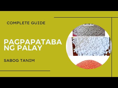PAANO MAGPATABA NG PALAY SA SABOG TANIM- Complete Guide - YouTube