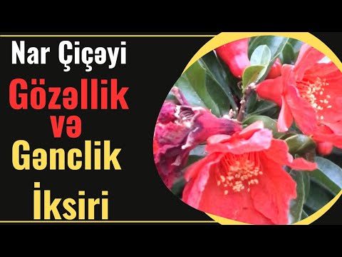 Nar çiçəyi, nar gülünün faydaları | Nar Ciceyi, Nar gulu faydalari ve zererleri