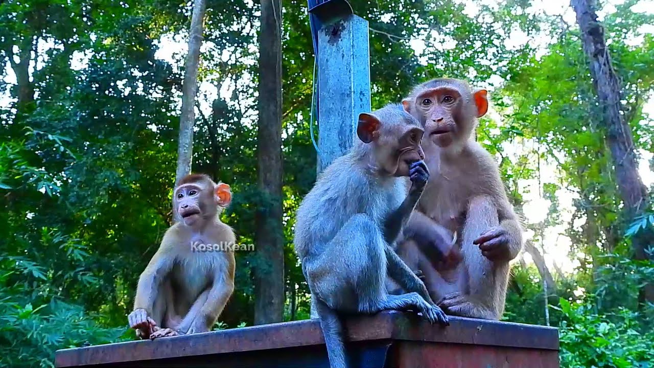 Liza is very kind she always takes of small monkeys very thankful 💖😍🌹 ...