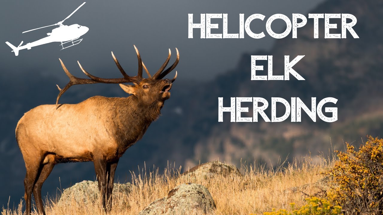 Helicopter Elk Herding - YouTube