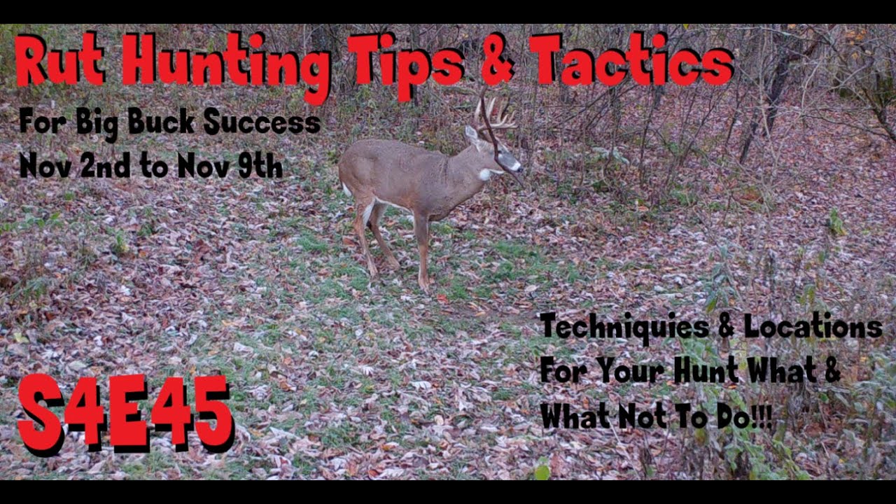 Rut Hunting Tips & Techniques For Buck Success Nov 2nd to Nov 9th The ...
